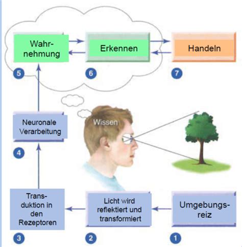 Grundbegriffe Und Funktionen Der Wahrnehmung Karteikarten Quizlet