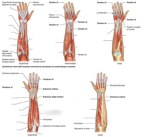 Forearm Muscles Diagram Quizlet