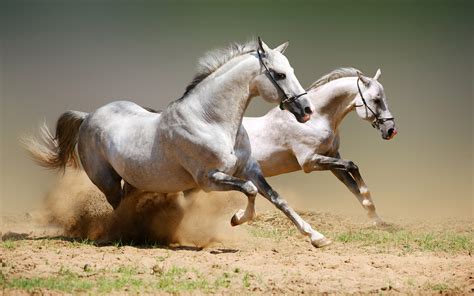 Fond D Ecran Chevaux Au Galop Wallpaper