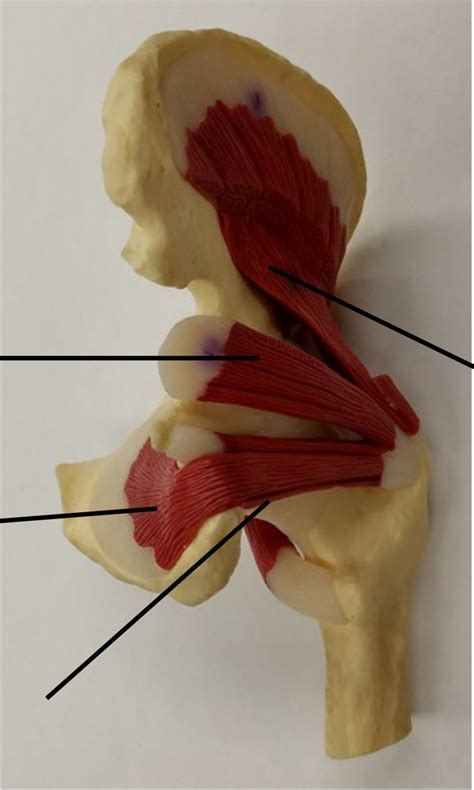 Pelvic Girdle Lower Limb Muscles Diagram Quizlet
