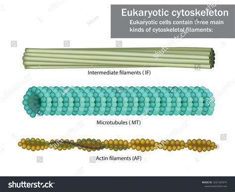Micro Filaments Images Stock Photos Vectors Shutterstock