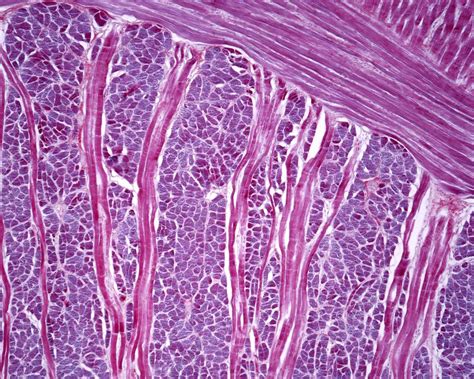 Tongue Muscle Light Micrograph Stock Image C Science