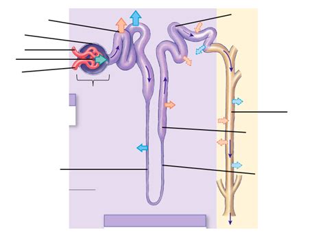 Nephron Labeling Diagram Quizlet