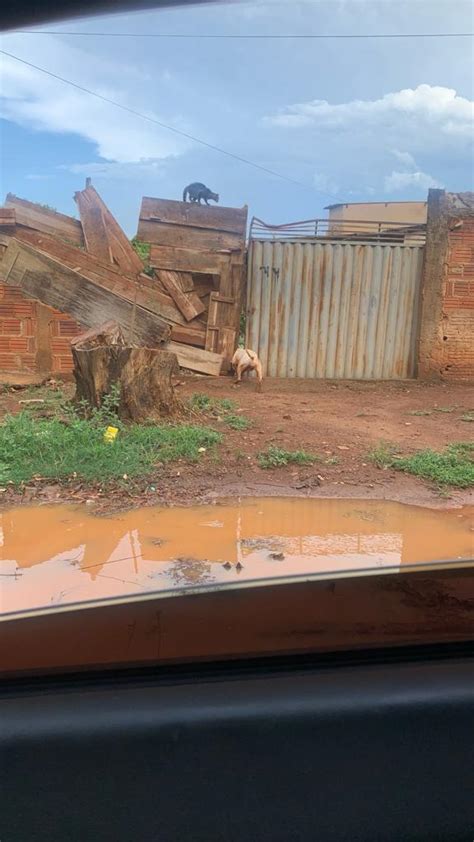 Pitbull Solto Ataca Moradora E Mata Quatro Gatos Na Nova Campo Grande
