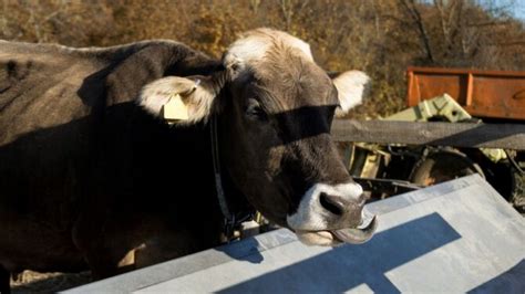 What Do Cows Drink Water Or Milk