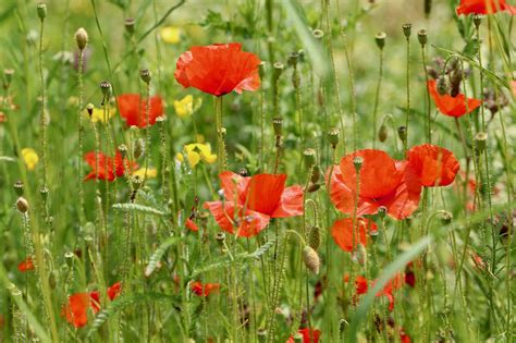 Mohn Blumenwiese Rote Mohnblumen Kostenloses Foto Auf Pixabay Pixabay