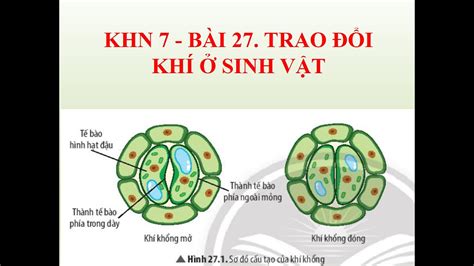 KHTN 7 BÀI 27 TRAO ĐỔI KHÍ Ở SINH VẬT CHÂN TRỜI KẾT NỐI CÁNH DIỀU