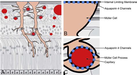 Müller cell schematic A Müller cells traverse most of the thickness