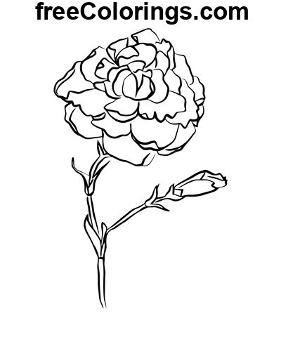 Eccellente Fiore Di Garofano Disegni Da Colorare Stampabili Gratuiti