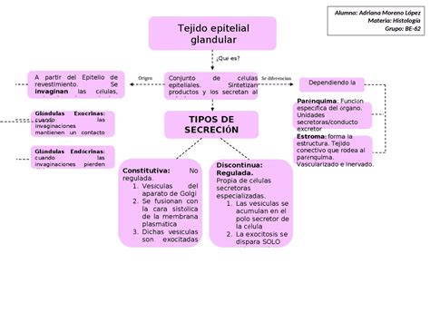 Tejido Epitelial Mapa Mental Hot Sex Picture
