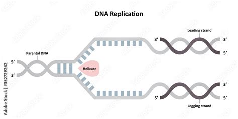 Dna Replication Diagram Leading And Lagging Strands Molecular Biology
