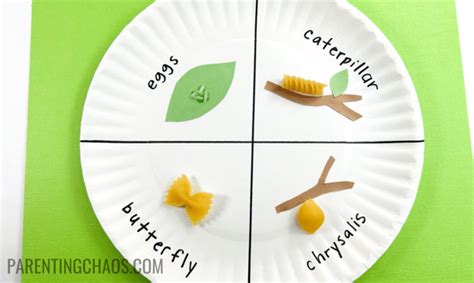 Learn About The Butterfly Life Cycle With This Fun Paper Plate Craft