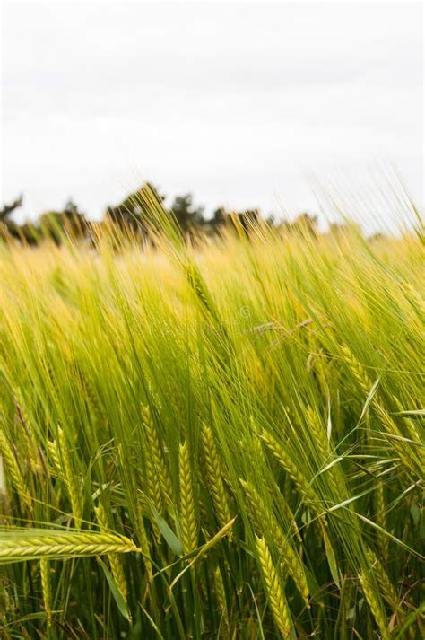 Plantação Da Cevada Em Equador Imagem de Stock Imagem de planta