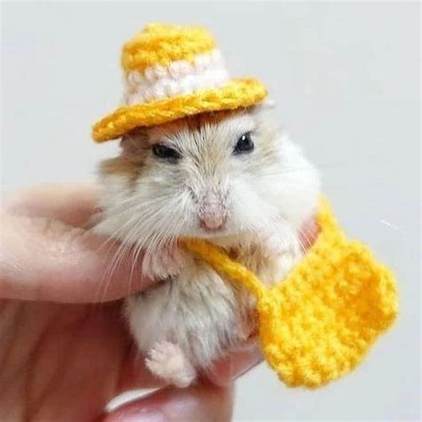 Hamsters Always Pets