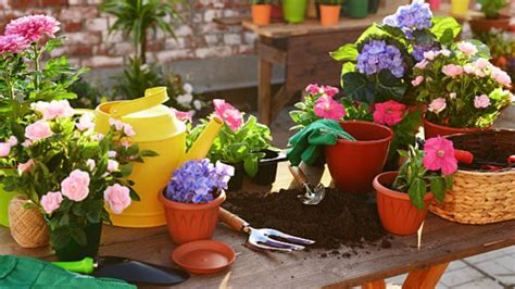 De ce se pune mălai în pământul florilor din ghiveci Trucul care face