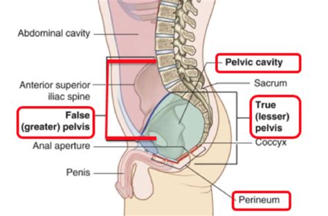 Pelvis And Perineum Flashcards Quizlet