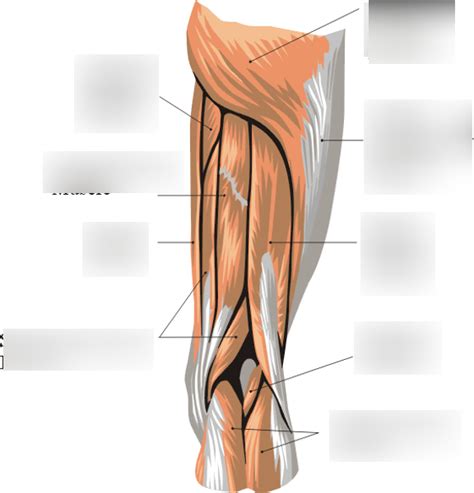 Lower Limb Posterior Diagram Quizlet