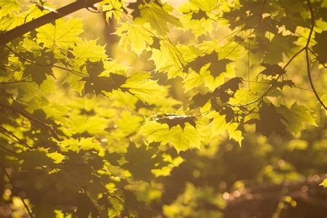 Kostenlose Foto Baum Ast Sonnenlicht Blatt Blume Produzieren