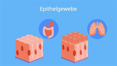 Epithelgewebe Des Körpers
