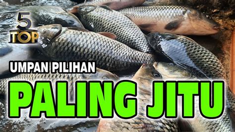 5 UMPAN IKAN MAS DADAKAN PILIHAN PALING JITU MANCING HARIAN DAN