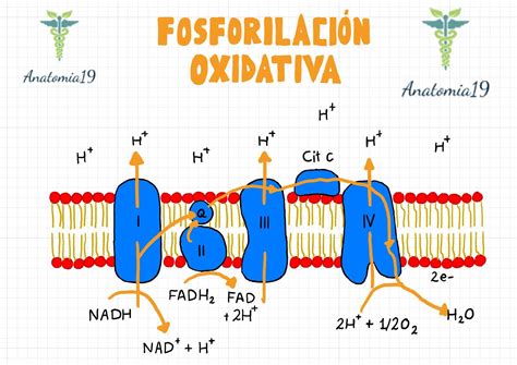 respiración celular Ciclo de krebs glucólisis y fosforilación