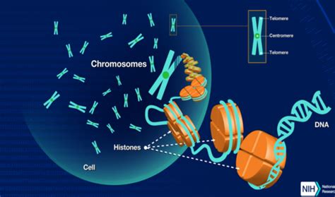 Chromosomal Abnormalities Flashcards Quizlet
