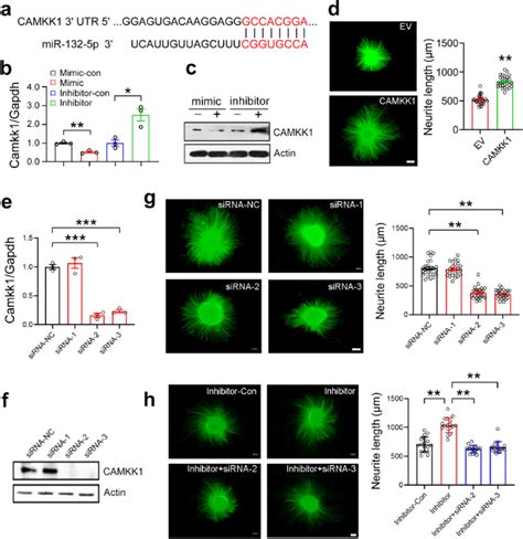 Camkk Is A Substrate Of Mir P For Its Repression On Neurite