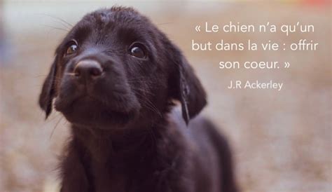Les 22 Plus Belles Citations Sur Les Chiens Rover Blog