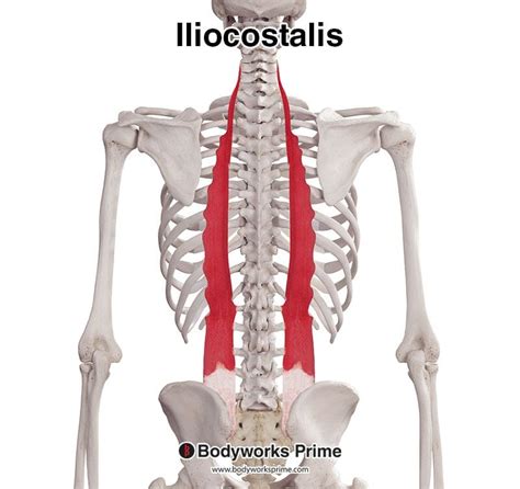 Iliocostalis Muscle Anatomy Bodyworks Prime