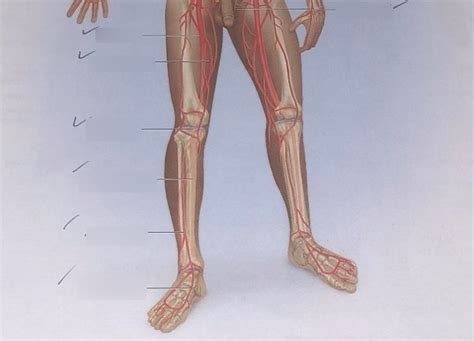 Anatomy Lower Body Arteries Diagram Quizlet