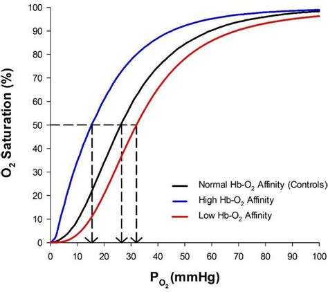hemoglobin s oxygen binding curve exhibits a shape best described as