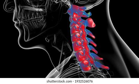 Human Skeleton Vertebral Column Cervical Vertebrae Stock Illustration