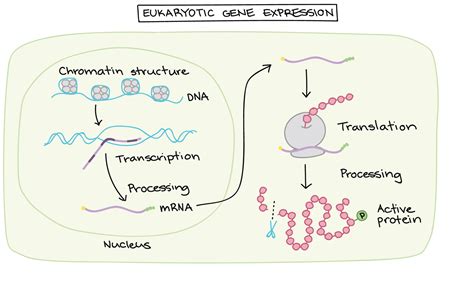 Overview Of Gene Expression