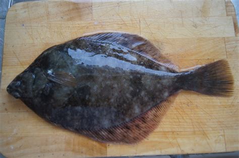 KLIESCHE Angeln Auf Kliesche Meeresangeln Plattfische Fangen
