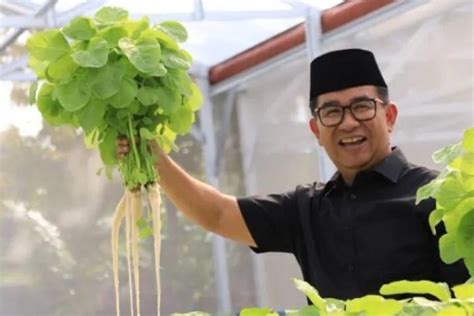 Pj Gubernur Akmal Malik Panen Sayuran Di Asrama Haji Balikpapan