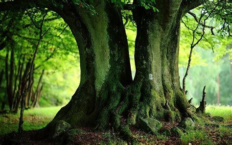 Full HD Tree Wallpapers Top Free Full HD Tree Backgrounds