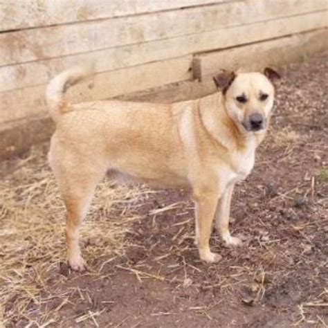 Mustang Chien Croisé e à l adoption Neuilly Plaisance Pet Adoption