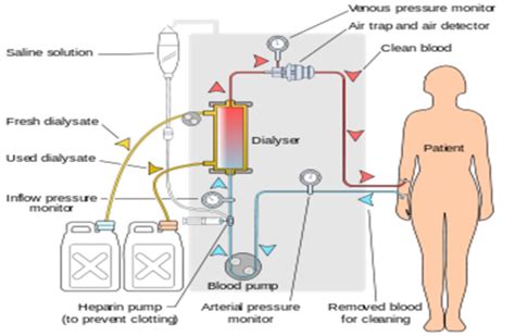 Introduction To Nephrology Flashcards Quizlet