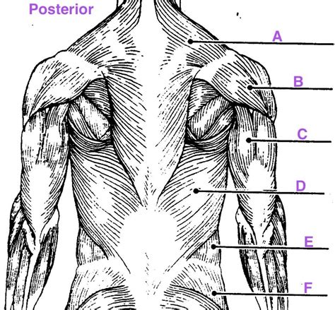 Free Anatomy Quiz Muscles