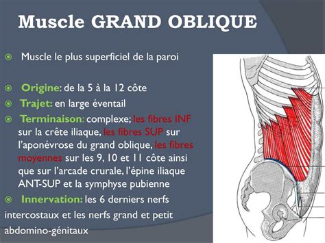 PPT LA CAVITE ABDOMINALE ET SES PAROIS PowerPoint Presentation Free