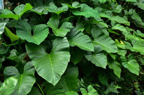 Mollie Brown Shares 25 Plants With Heart Shaped Leaves To Help Spread