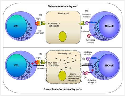 Natural Killer Nk Cells