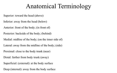 Introduction To Human Anatomy PPT