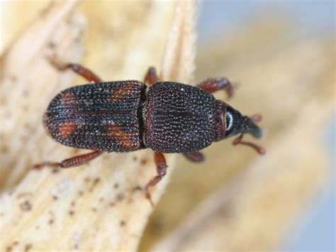 Comment se débarrasser des insectes d humidité dans votre maison