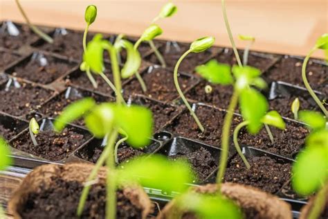 Agricultura ecológica ventajas y desventajas Euroinnova
