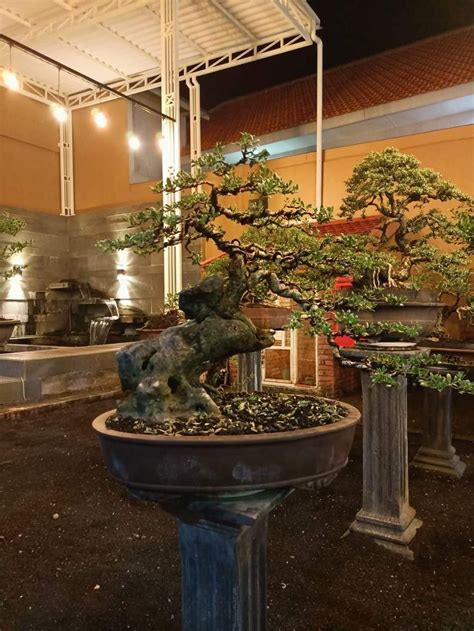 Pin Oleh Bagus Wijaya Di Bonsai Insp 2022