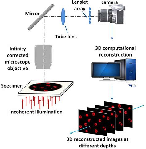 3 d integral imaging microscopy for cell identification [28] 3 d download scientific diagram