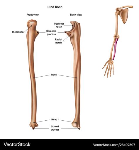 Ulna Bone