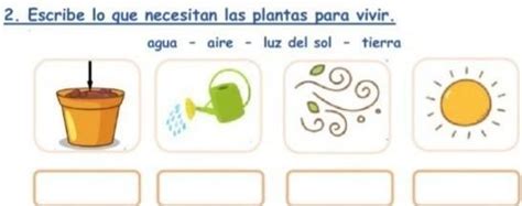 Escribe Lo Que Necesitan Las Plantas Para Vivir Agua Aire Luz Del Sol