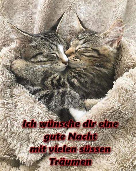Gute Nacht Gute Nacht Katze Gute Nacht Gute Nacht Lustig